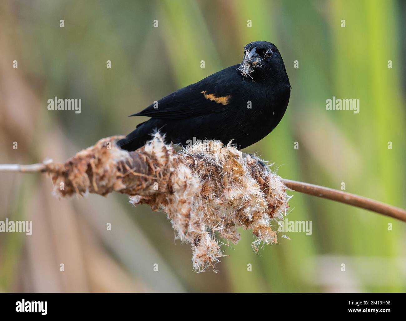 Male Red-winged blackbird, Agelaius phoeniceus, feeding on Cat-tail ...