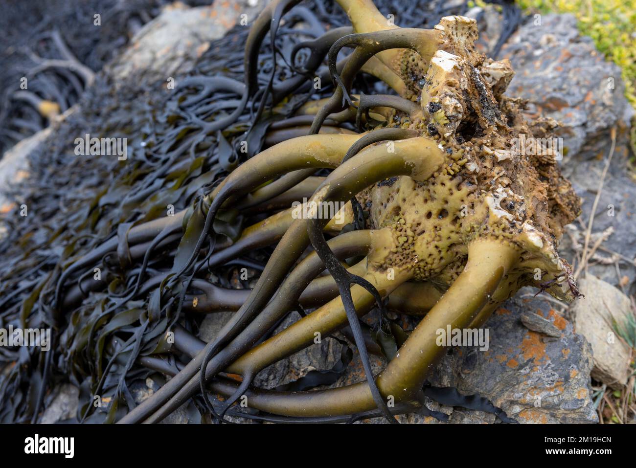 Drying Bull Kelp