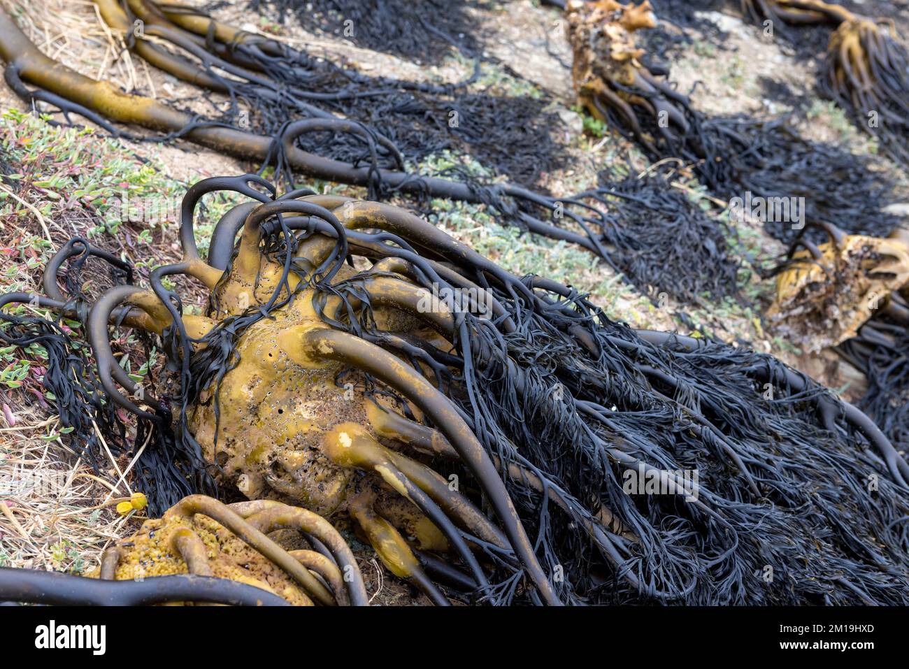 Alga Durvillaea Antarctica (also known as Cochayuyo and Bull Kelp ...