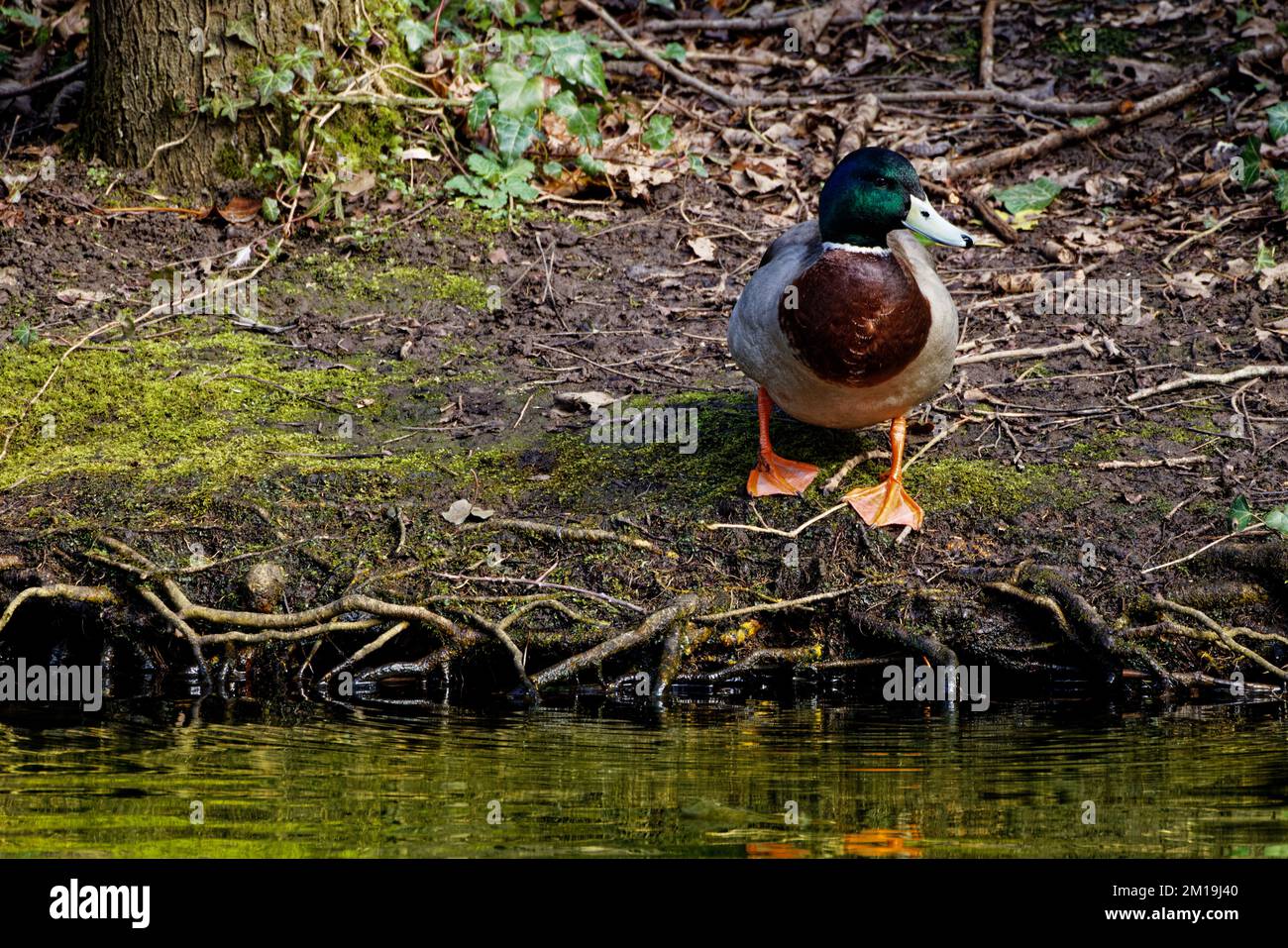 Mallard Drake standing at water's edge Stock Photo - Alamy