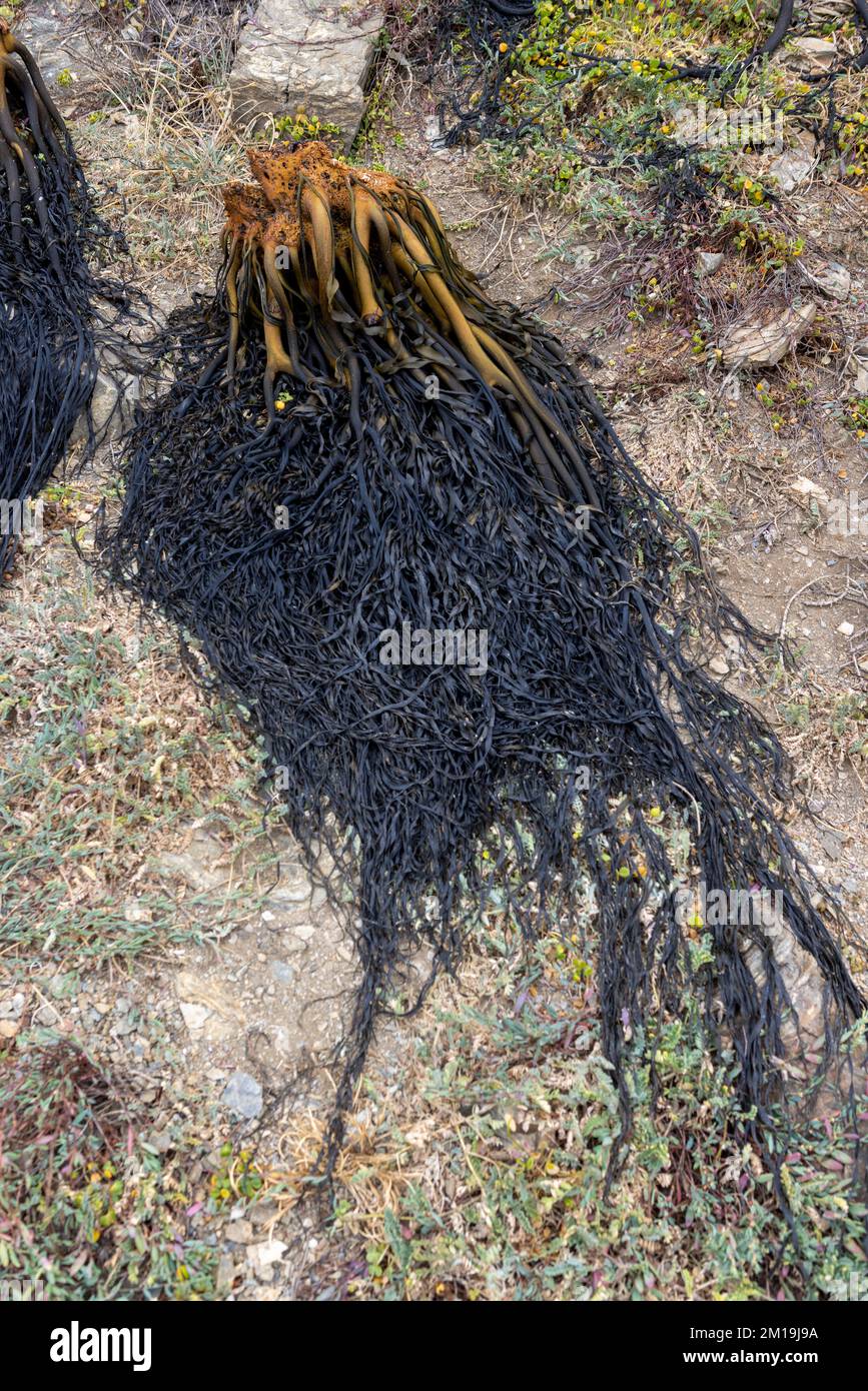 Alga Durvillaea Antarctica (also known as Cochayuyo and Bull Kelp ...
