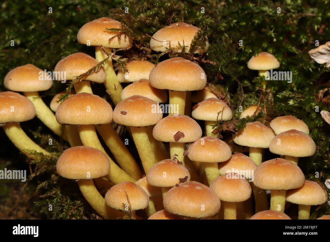 mushrooms in autumn Stock Photo - Alamy