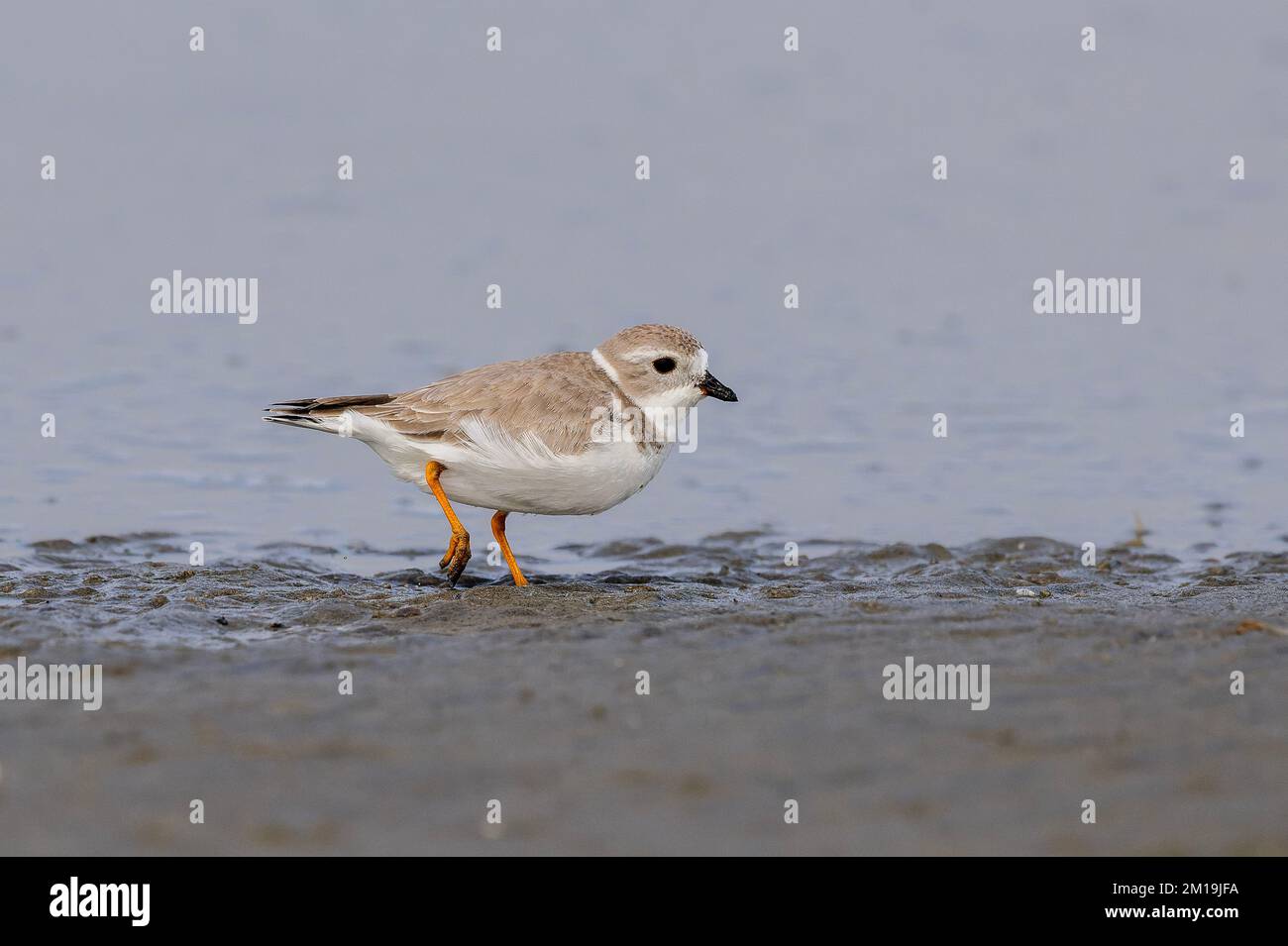 Piping plover, Charadrius melodus, feeding along the edge of the ...
