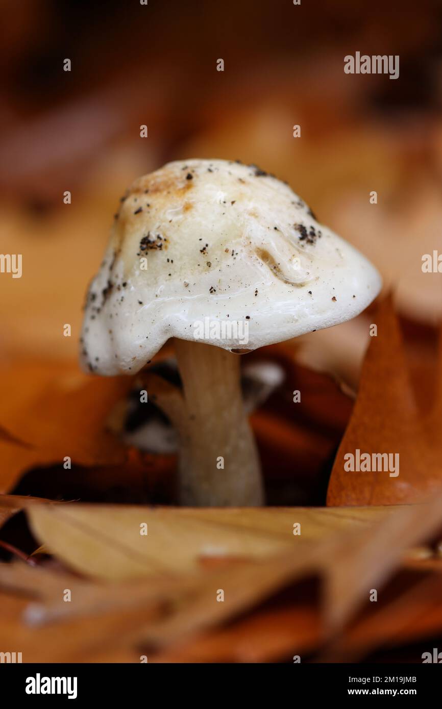 mushrooms in autumn Stock Photo - Alamy
