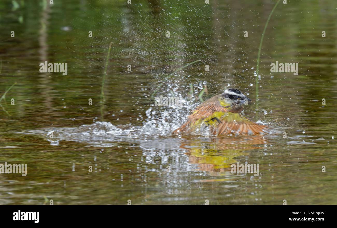 Great kiskadee, Pitangus sulphuratus, feeding by diving for ...
