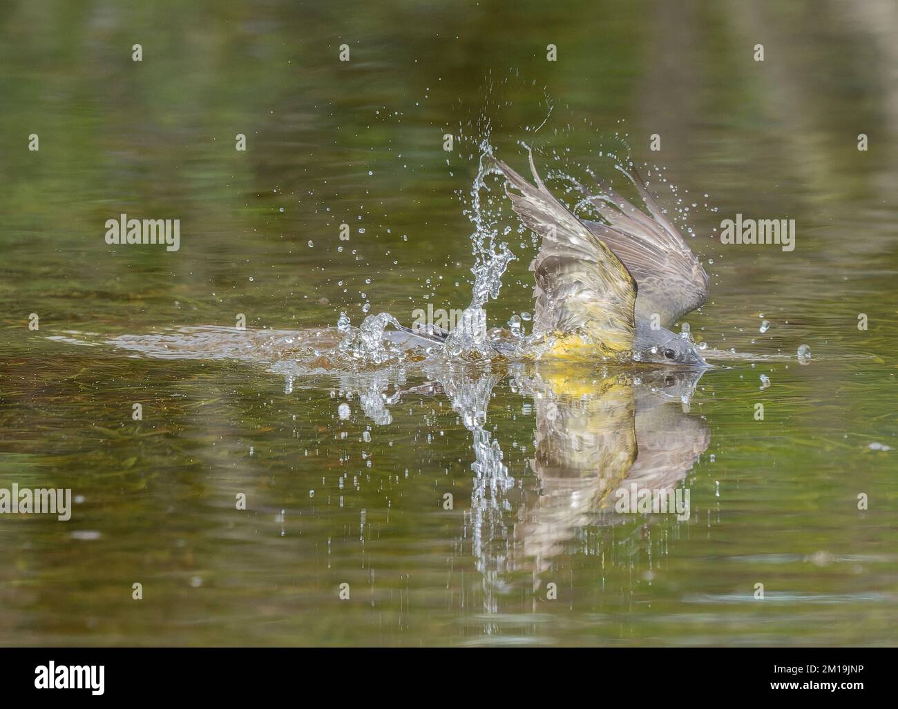 Great kiskadee, Pitangus sulphuratus, feeding by diving for ...