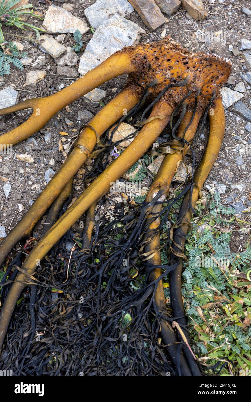 Drying Bull Kelp