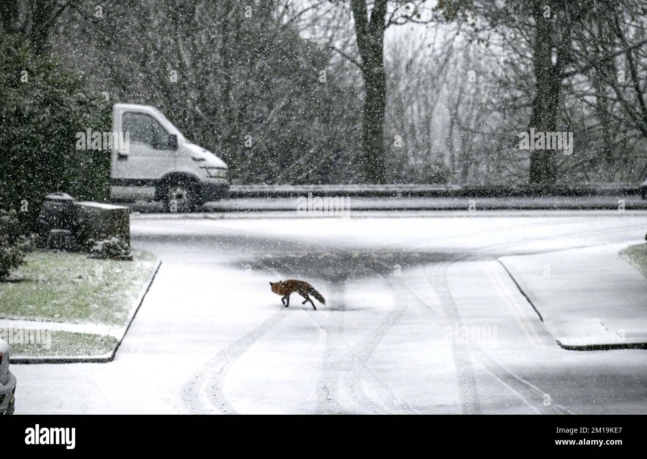Brighton foxes hi-res stock photography and images - Alamy