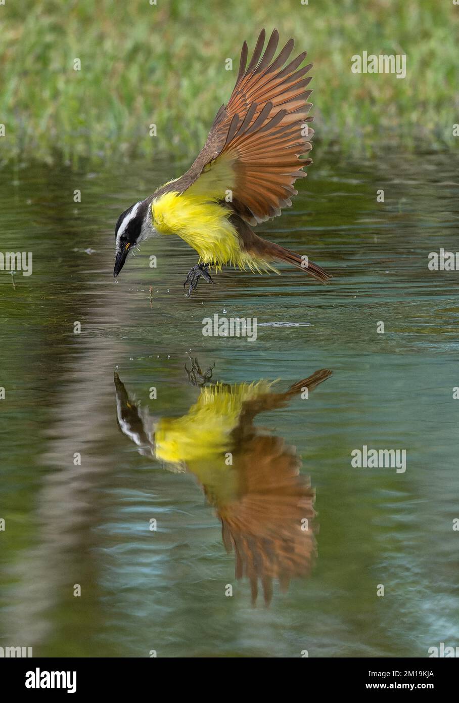 Great Kiskadee Pitangus Sulphuratus Feeding By Diving For