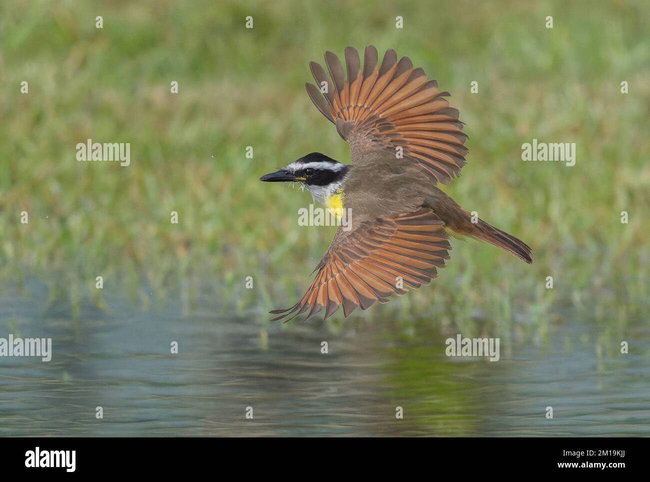 Great kiskadee, Pitangus sulphuratus, feeding by diving for ...