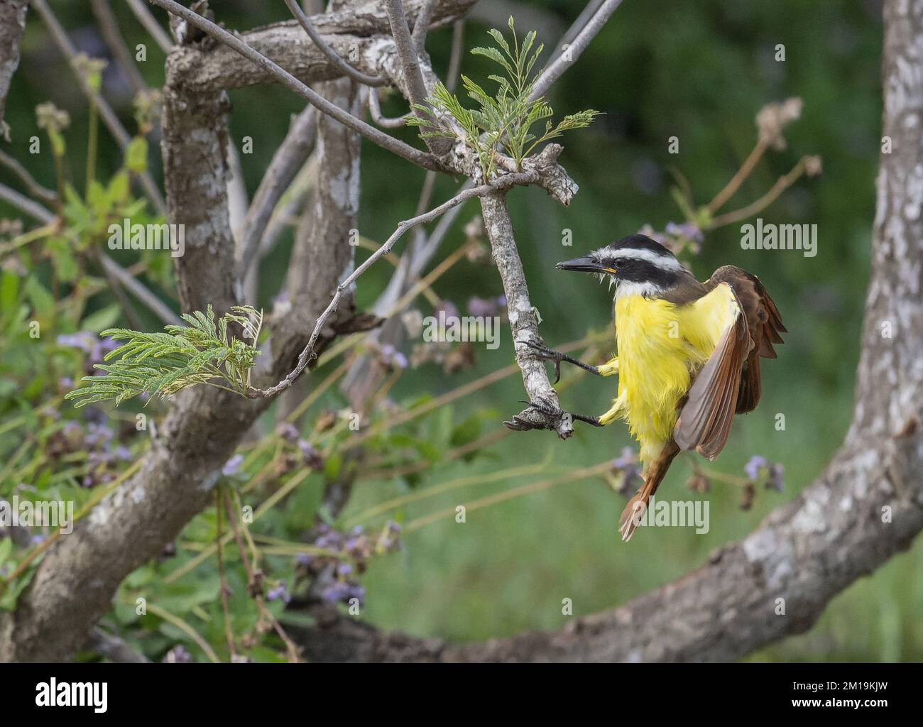 Great kiskadee, Pitangus sulphuratus, feeding by diving for ...