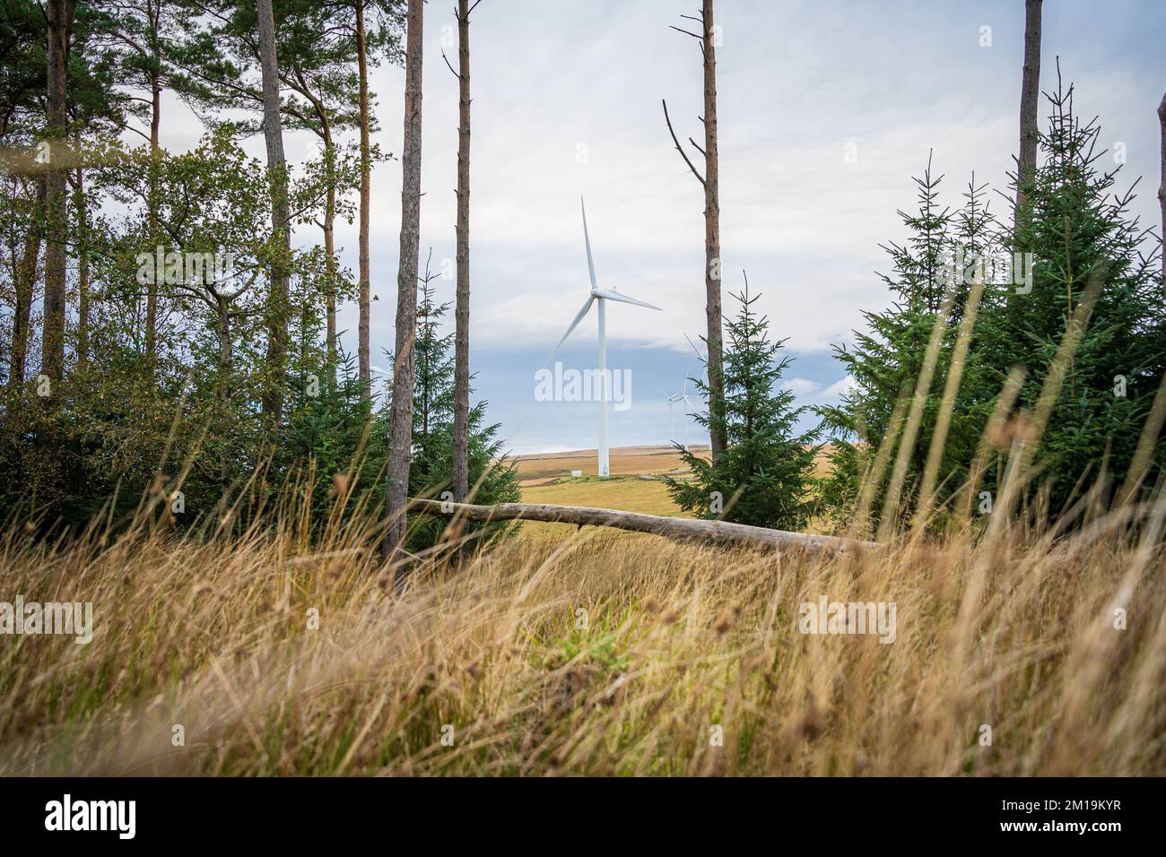 Wind turbine seen through gap between trees in forest, South Wales, the ...