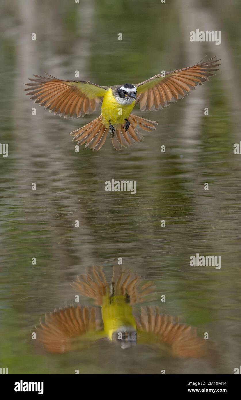 Great kiskadee, Pitangus sulphuratus, feeding by diving for ...
