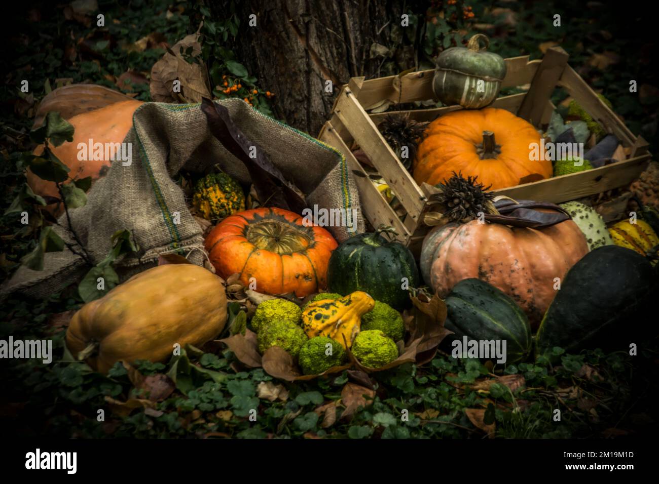 A bunch of colorful pumpkins arranged in an autumn diorama Stock Photo ...