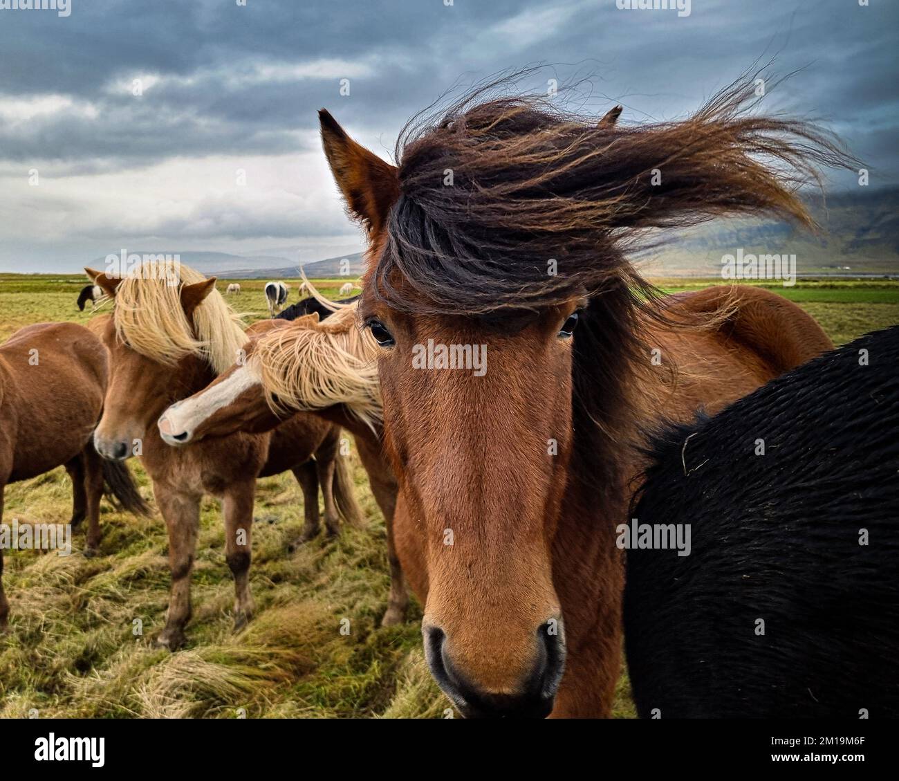 Group of icelandic horses with with windswept hair in a scenic field ...
