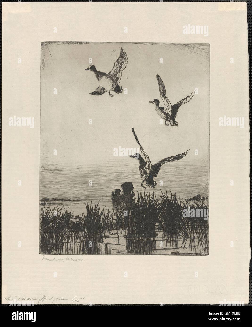Towering widgeon , Ducks, Flying, Grasses, Anas. Frank W. Benson (1862 ...
