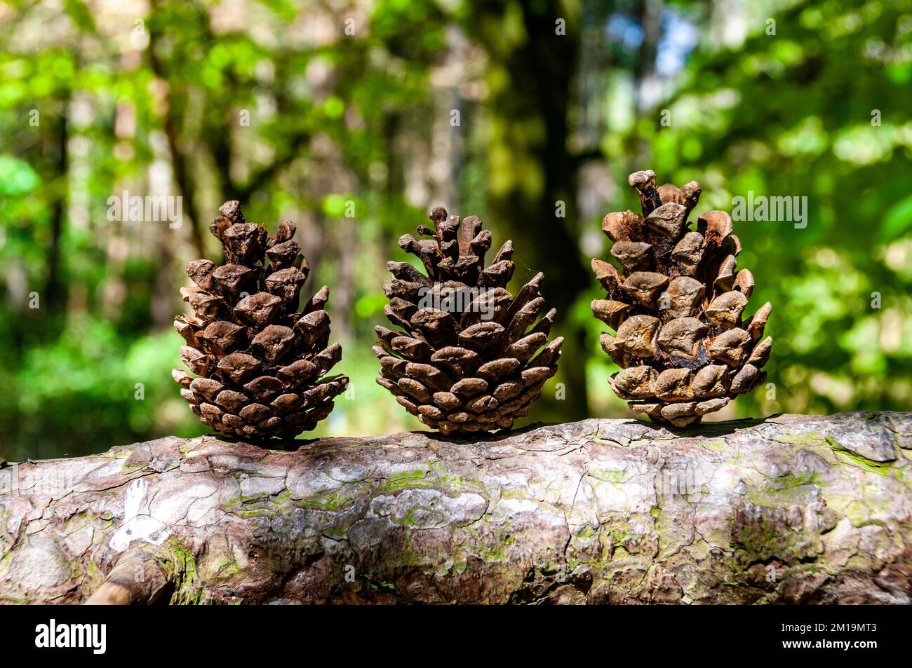 Three cones on a branch in the woods Stock Photo - Alamy