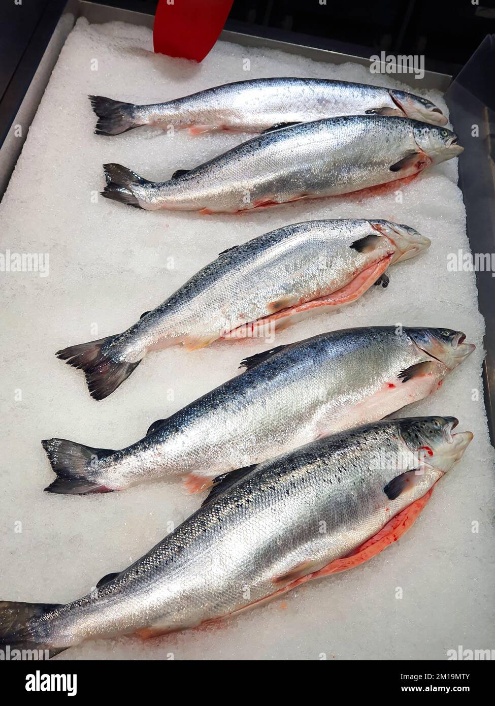 Salmon fish in the city market, counter with seafood. Seafood on ...