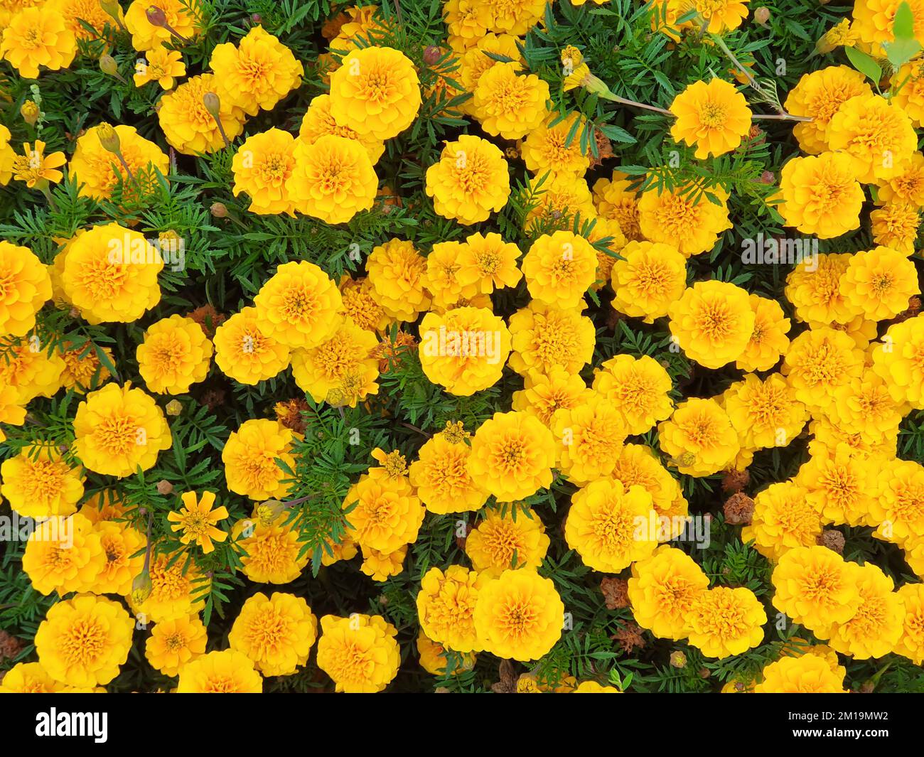 Yellow marigold flowers in the summer garden. Top view, background and ...