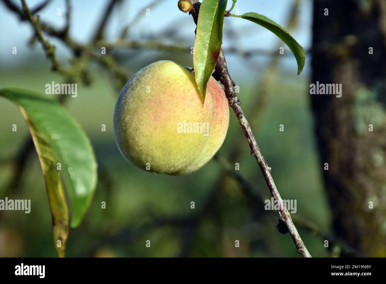 A closeup of a single peach on a tree Stock Photo - Alamy
