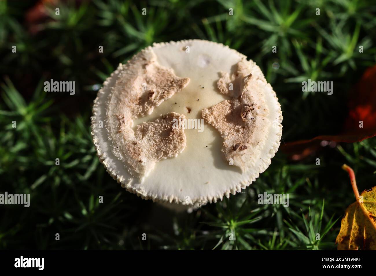 mushrooms in autumn Stock Photo - Alamy