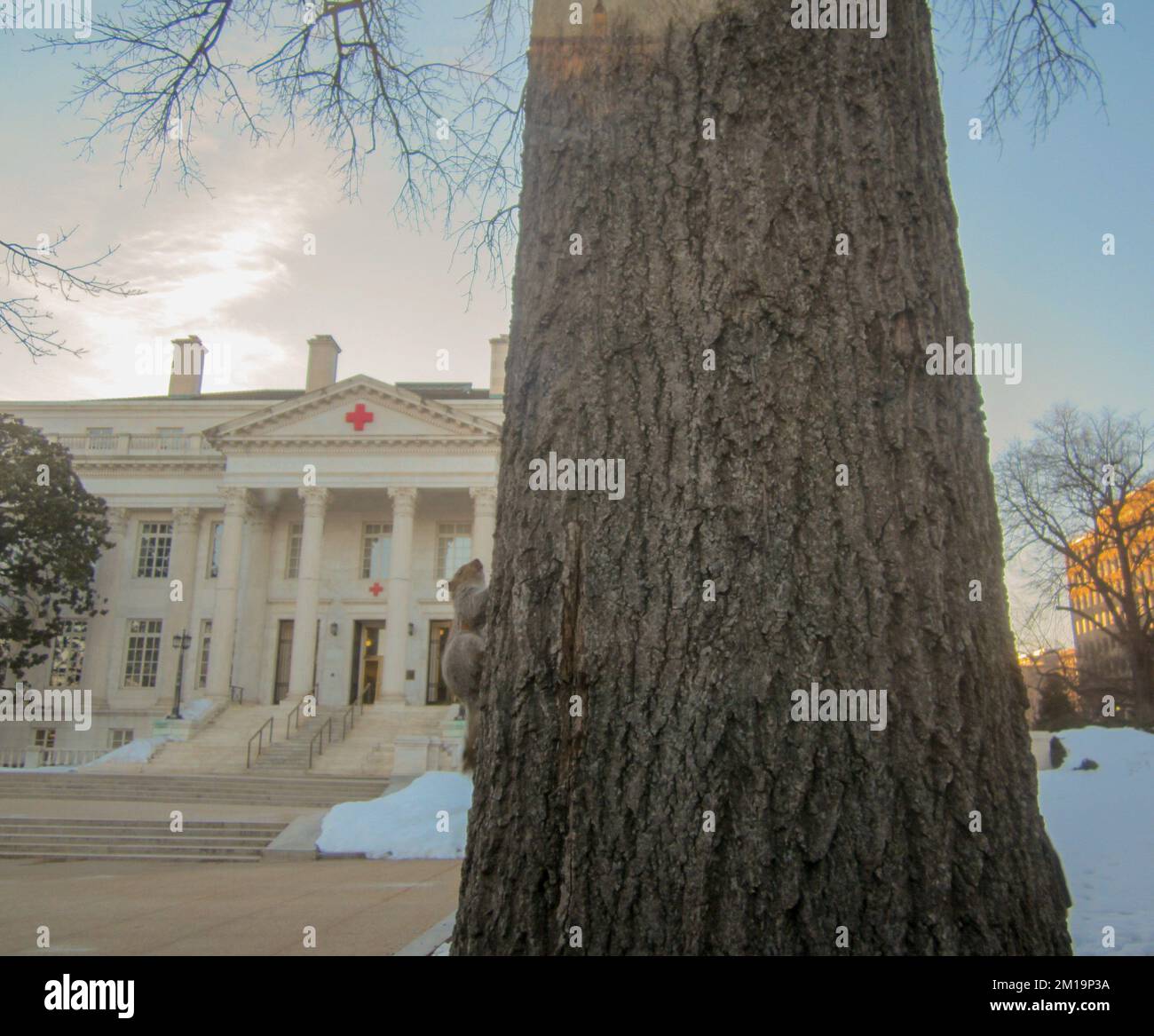 A squirrel climbing up a tree in front of a hospital Stock Photo - Alamy