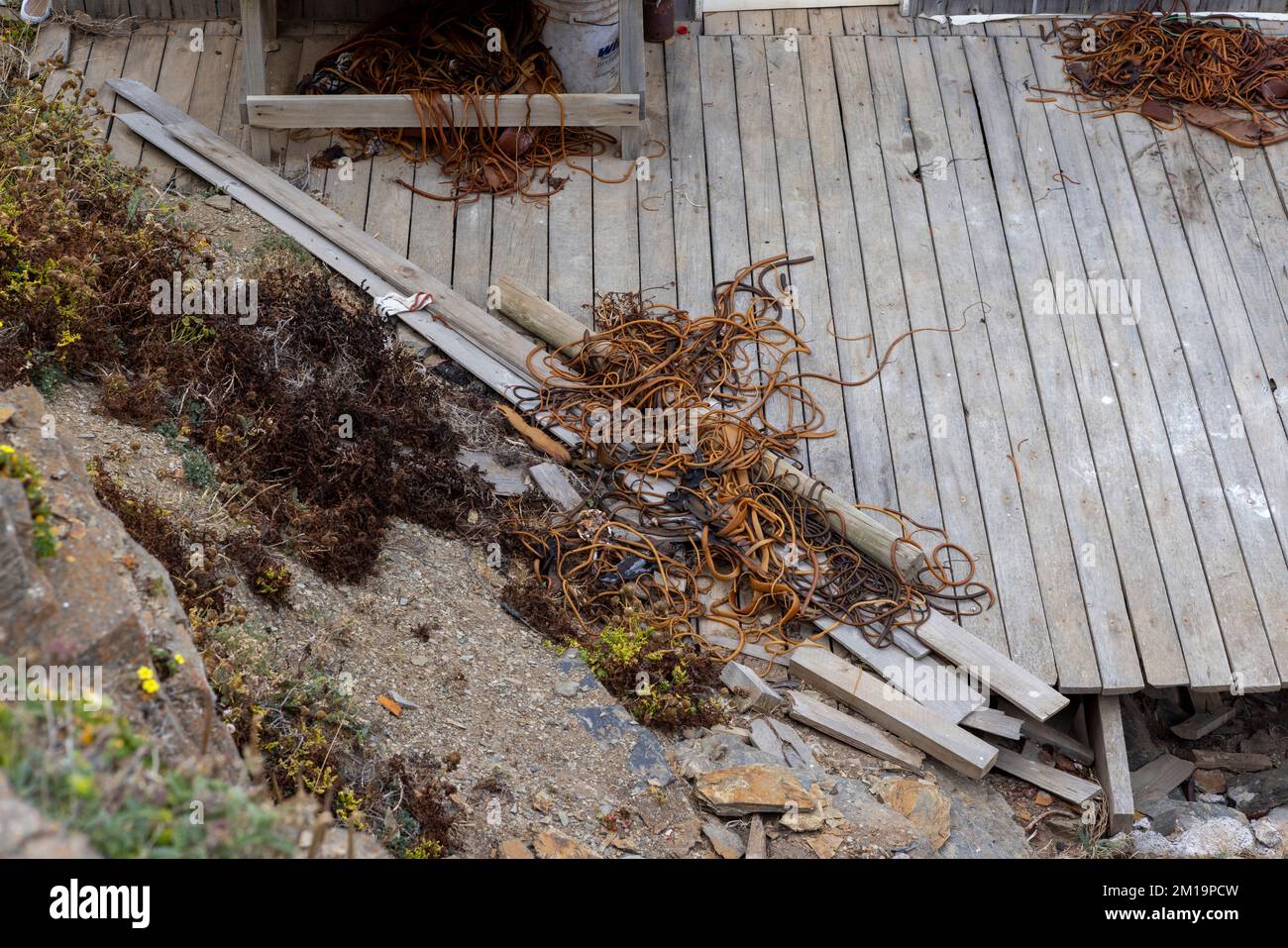 Alga Durvillaea Antarctica (also known as Cochayuyo and Bull Kelp ...