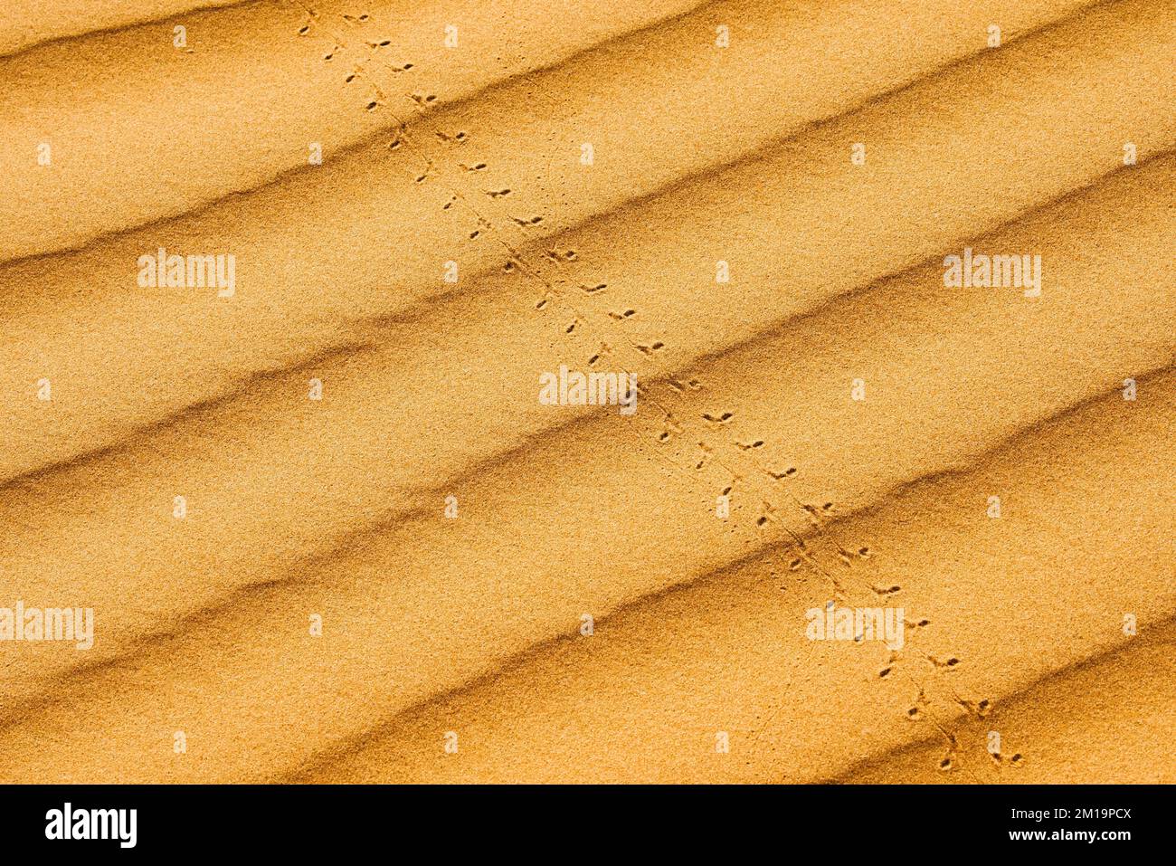 Insect footprints on sand dunes, Wahiba desert, Sultanate of Oman Stock ...