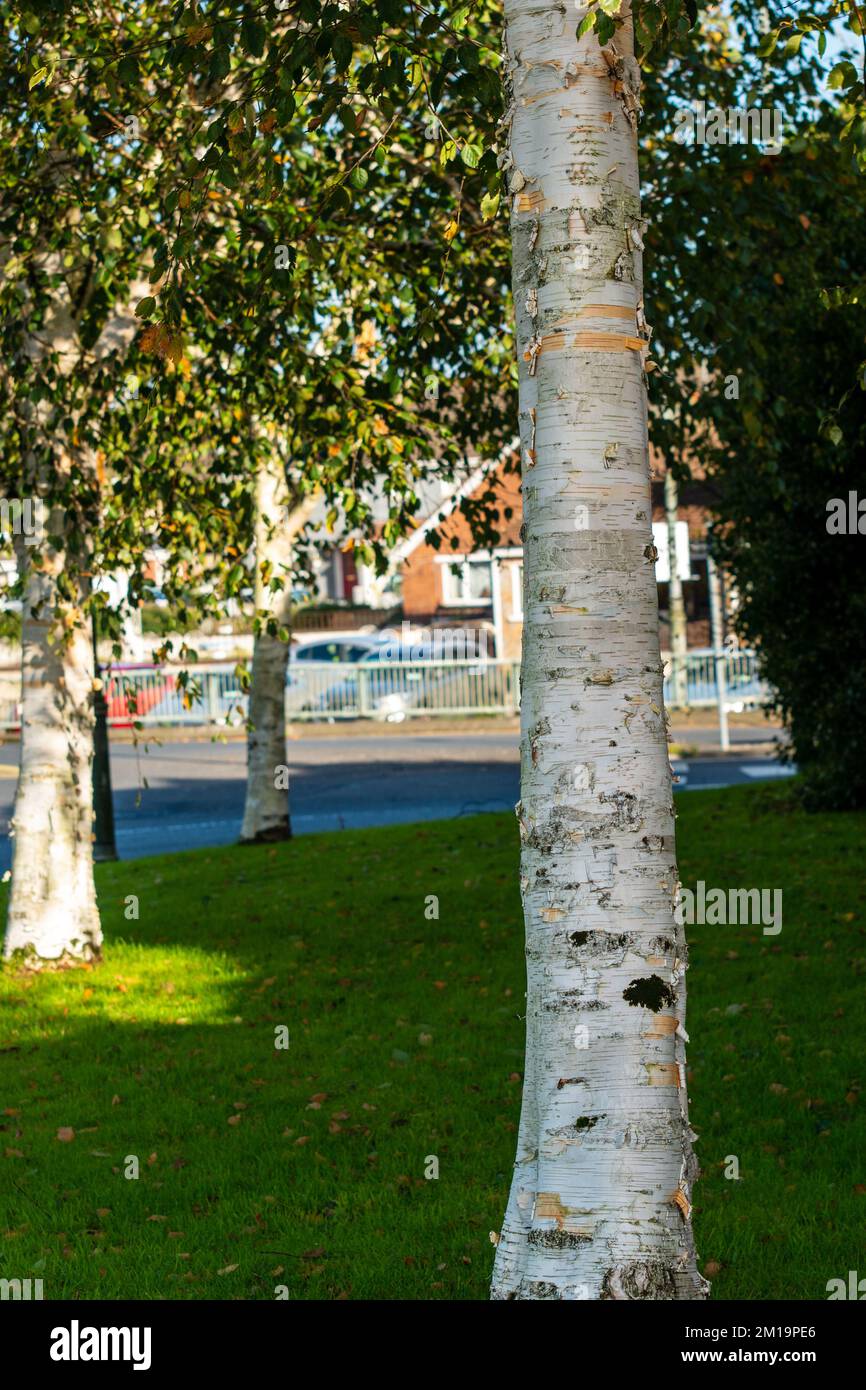 colors of fall, autumn scenery, colorful autumn is coming Stock Photo ...