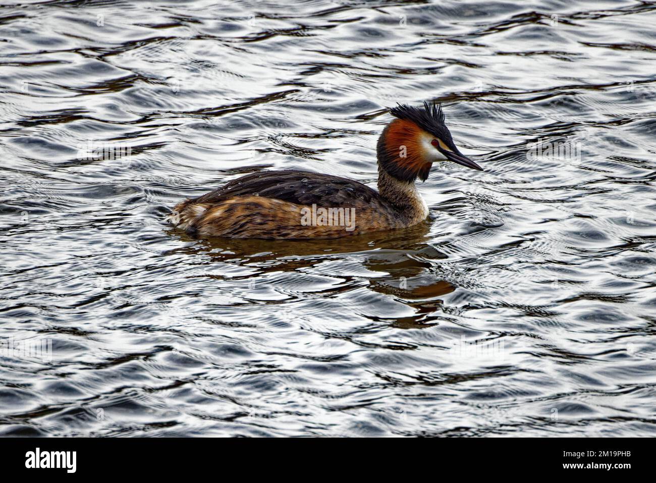 Grebe fur hi-res stock photography and images - Alamy