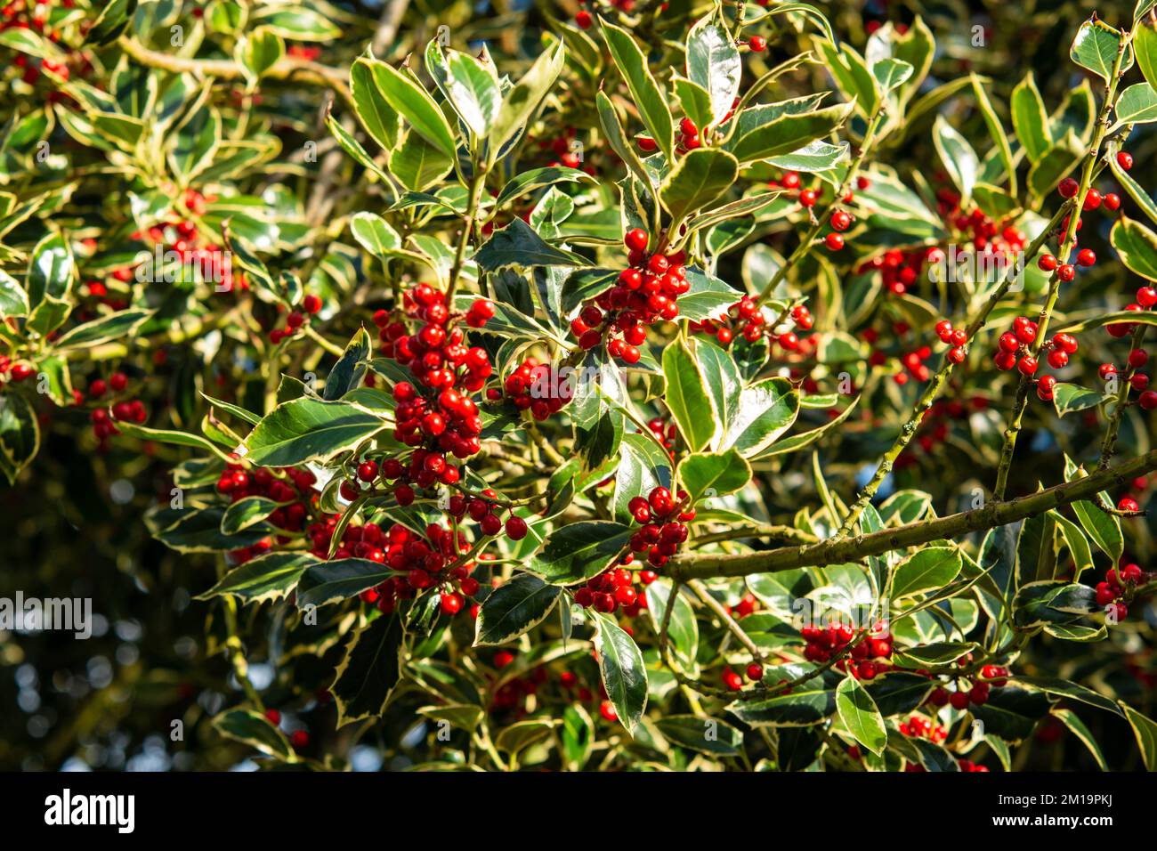 colors of fall, autumn scenery, colorful autumn is coming Stock Photo ...