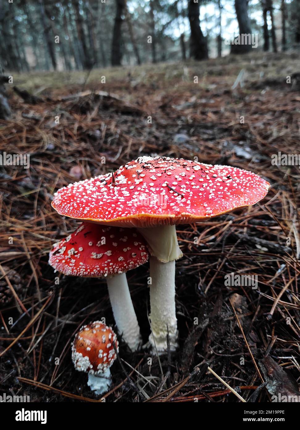 Red Poisonous Mushrooms