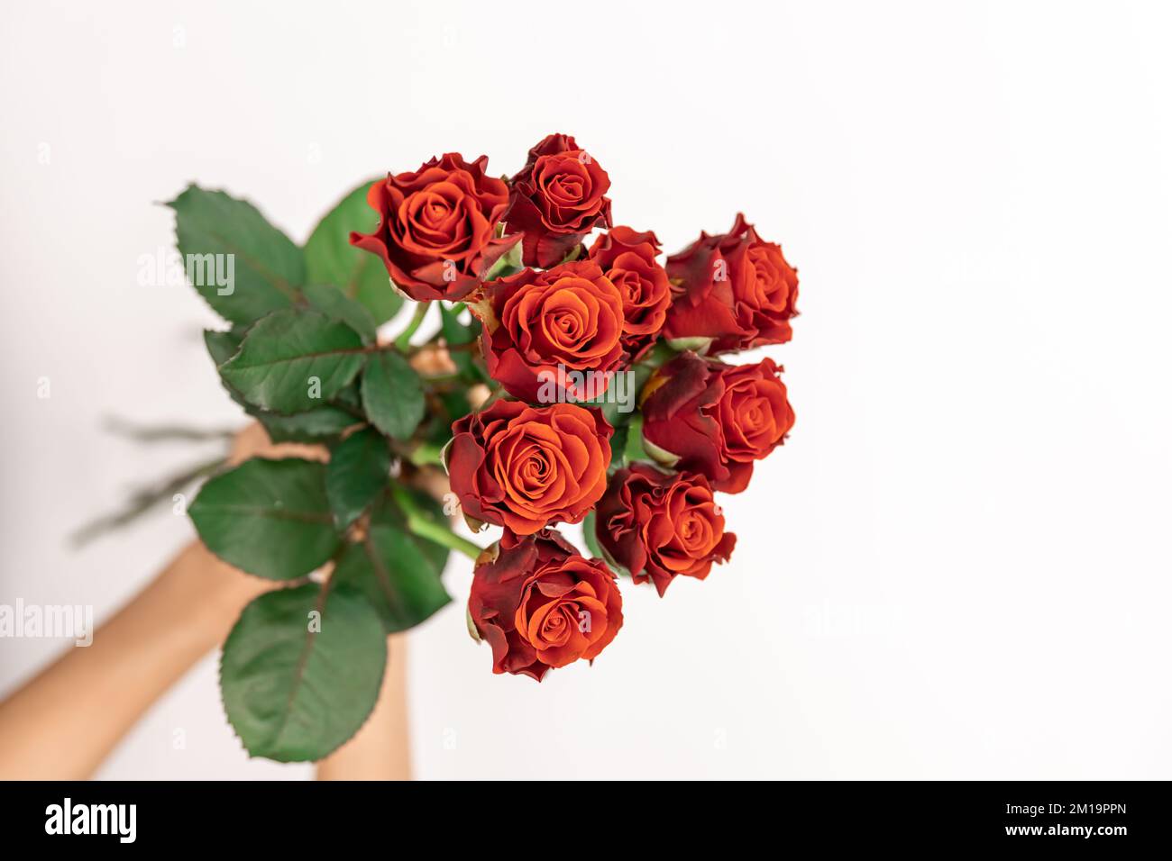Bouquet of red roses in female hands on a white background, top view ...