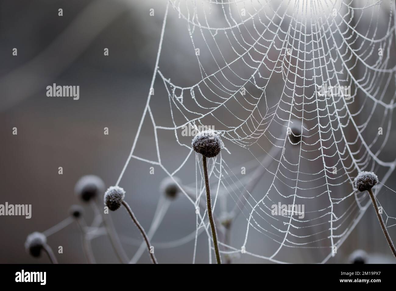 Frost on spider web hi-res stock photography and images - Alamy