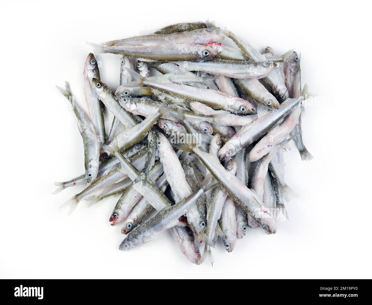 Fresh European smelt fishes. Deep frozen raw smelt fishes a lot with ...