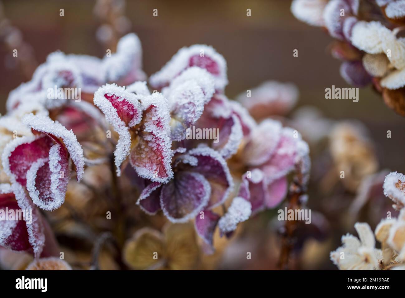 Frost set on plants in the garden Stock Photo - Alamy