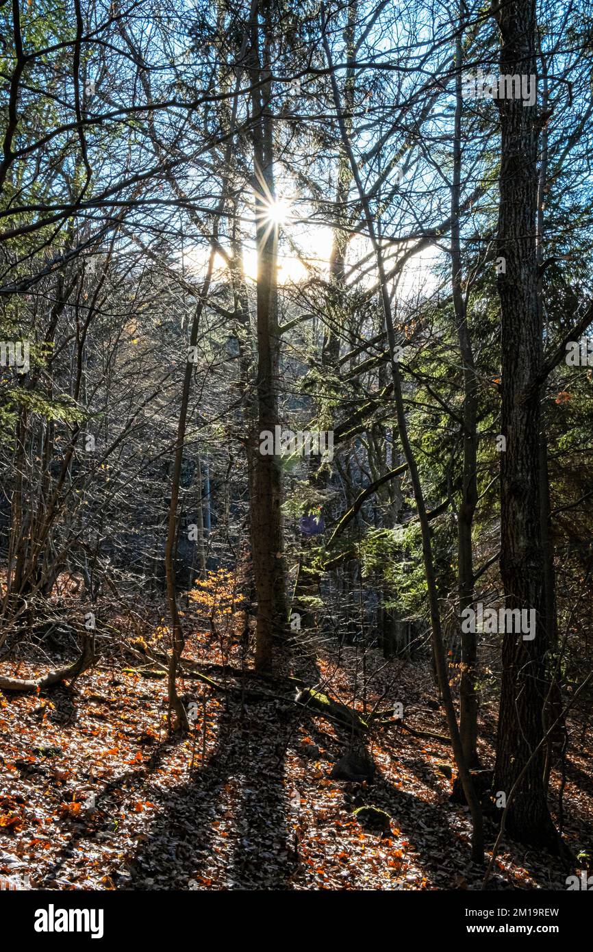 Stiavnica Mountains forest, Slovak republic. Seasonal natural scene ...