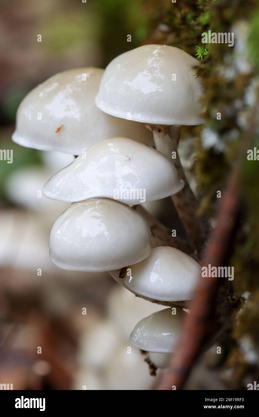 mushrooms in autumn Stock Photo - Alamy