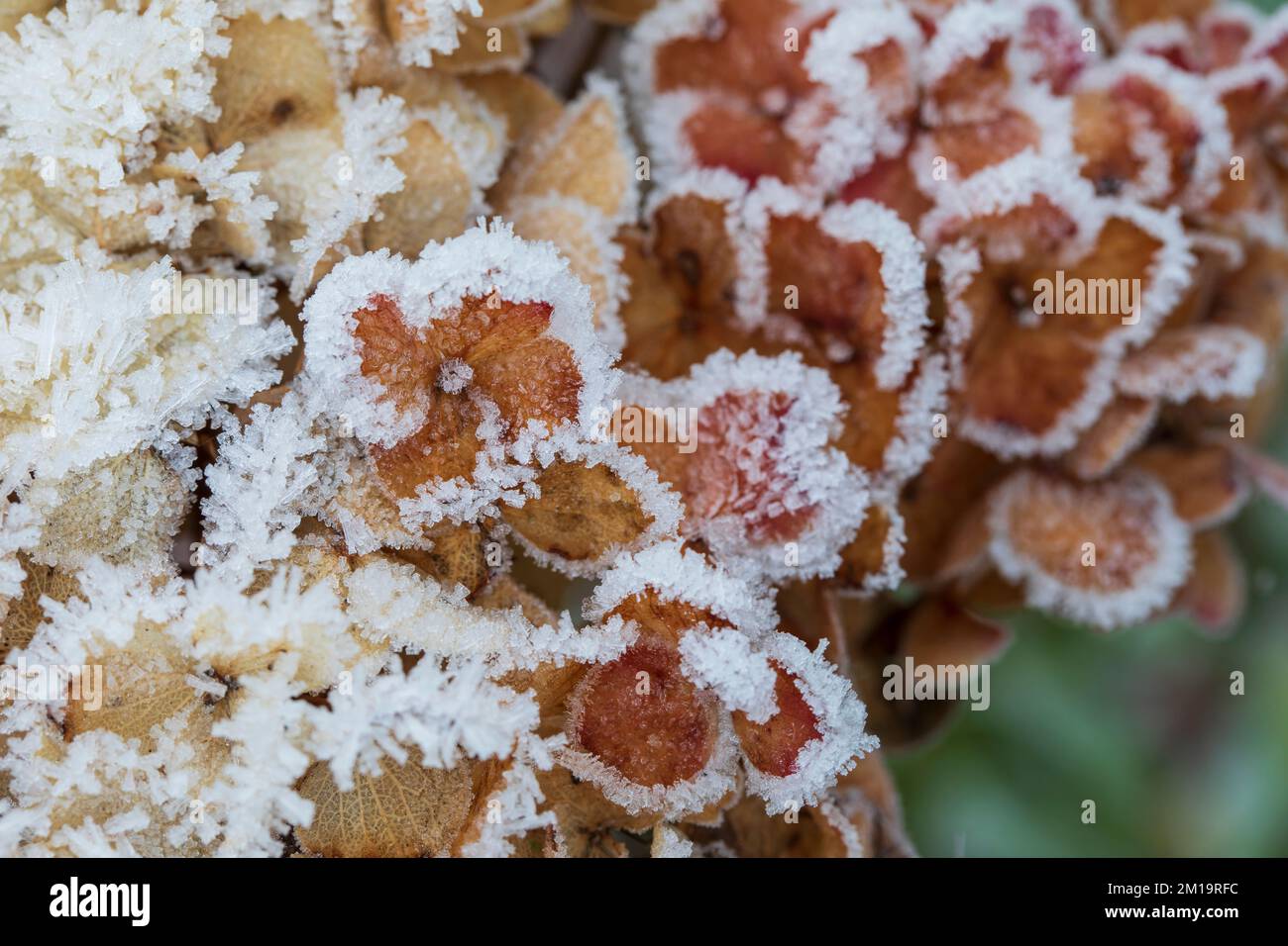 Autumn frost in garden hi-res stock photography and images - Alamy