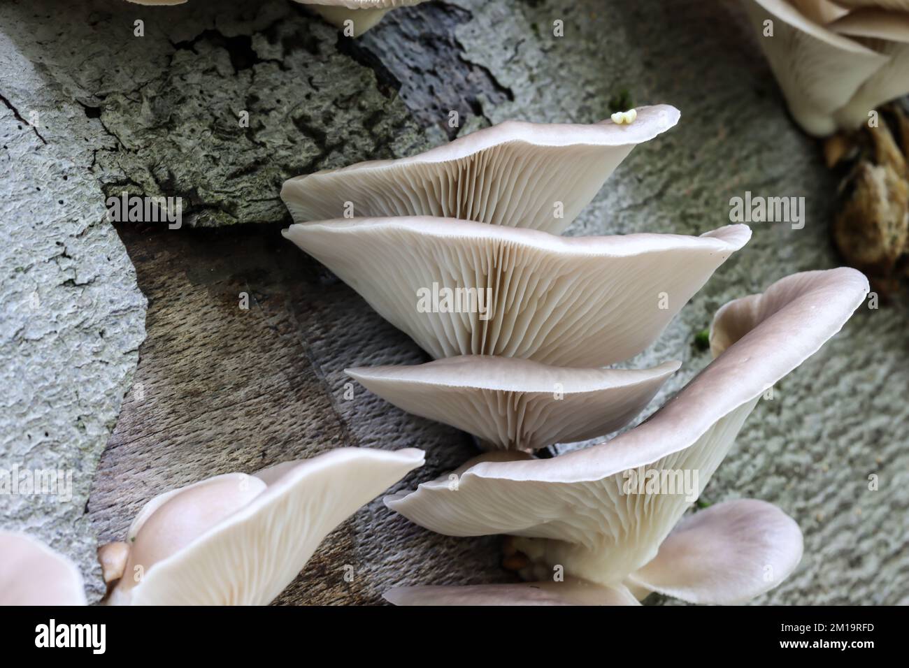 mushrooms in autumn Stock Photo - Alamy
