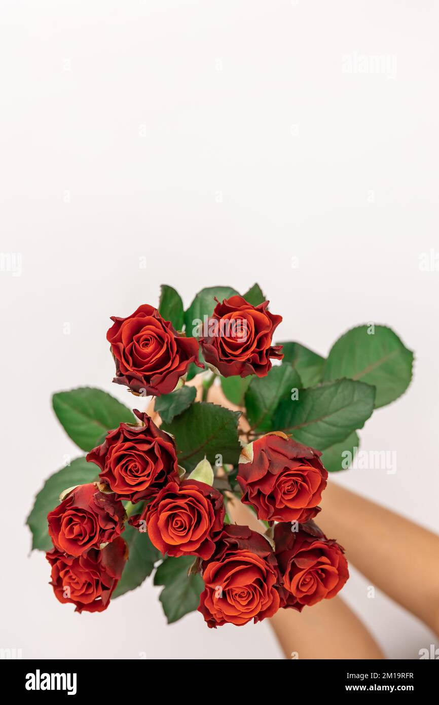 Bouquet of red roses in female hands on a white background, top view ...