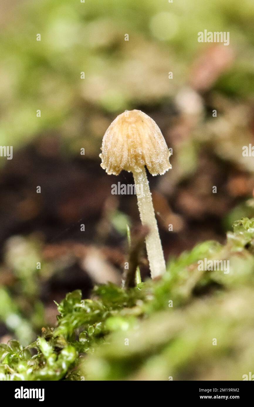 mushrooms in autumn Stock Photo - Alamy
