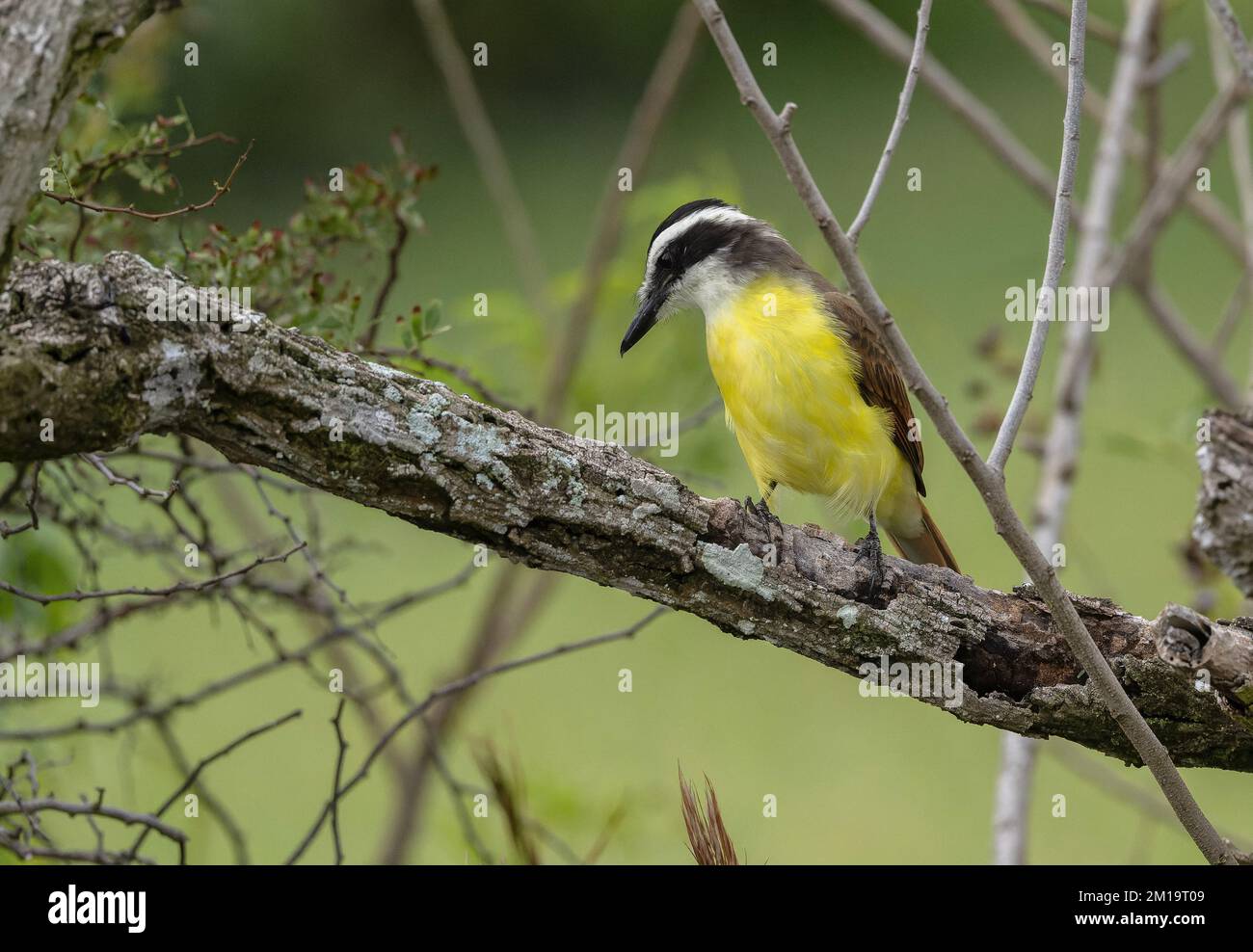 Great kiskadee, Pitangus sulphuratus, feeding by diving for ...