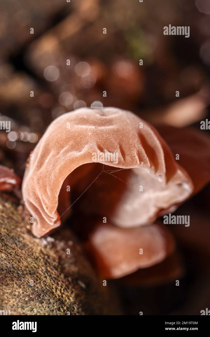 mushrooms in autumn Stock Photo - Alamy