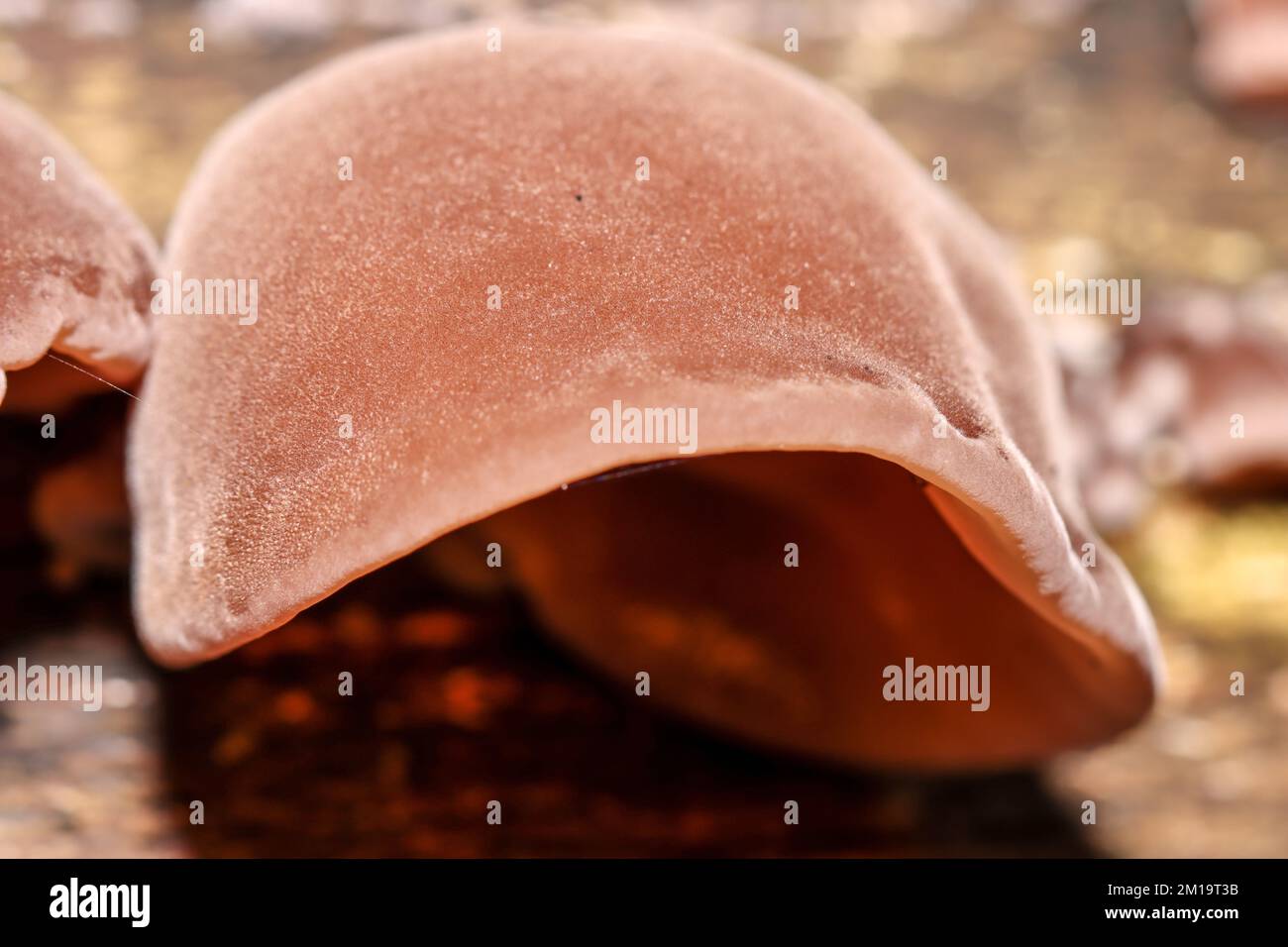 mushrooms in autumn Stock Photo - Alamy