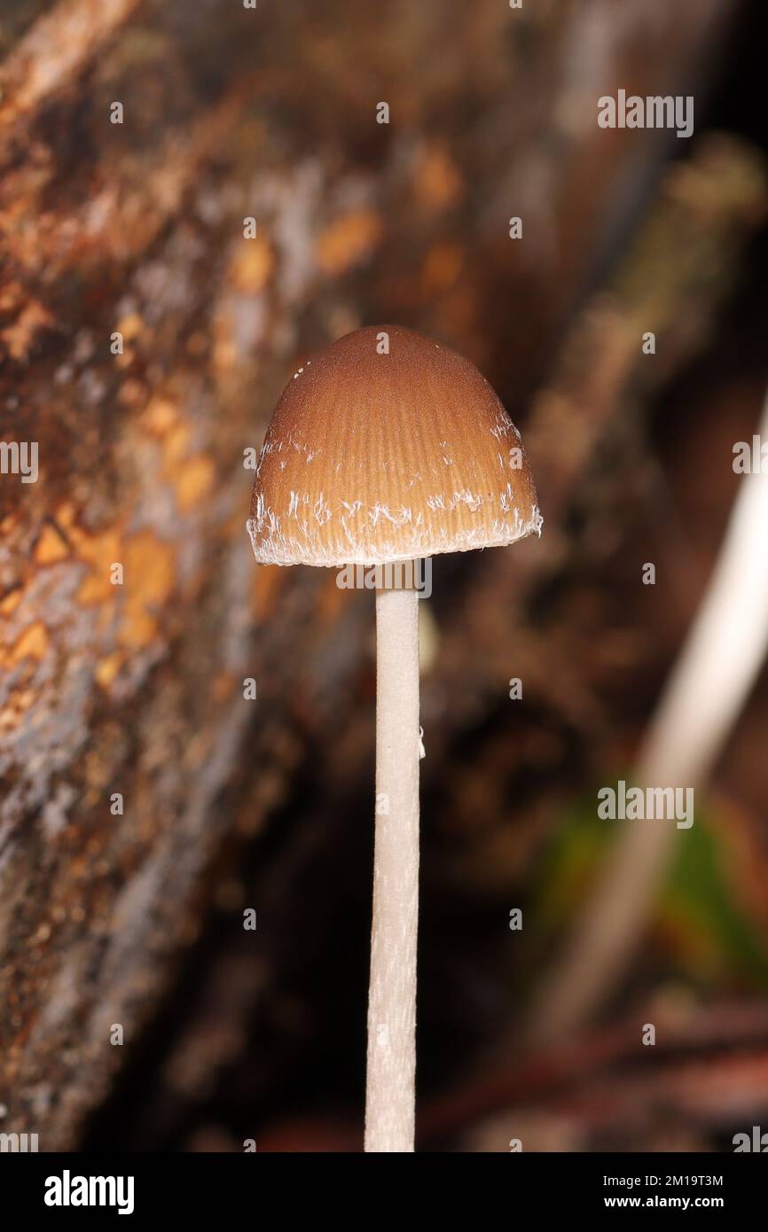 mushrooms in autumn Stock Photo - Alamy