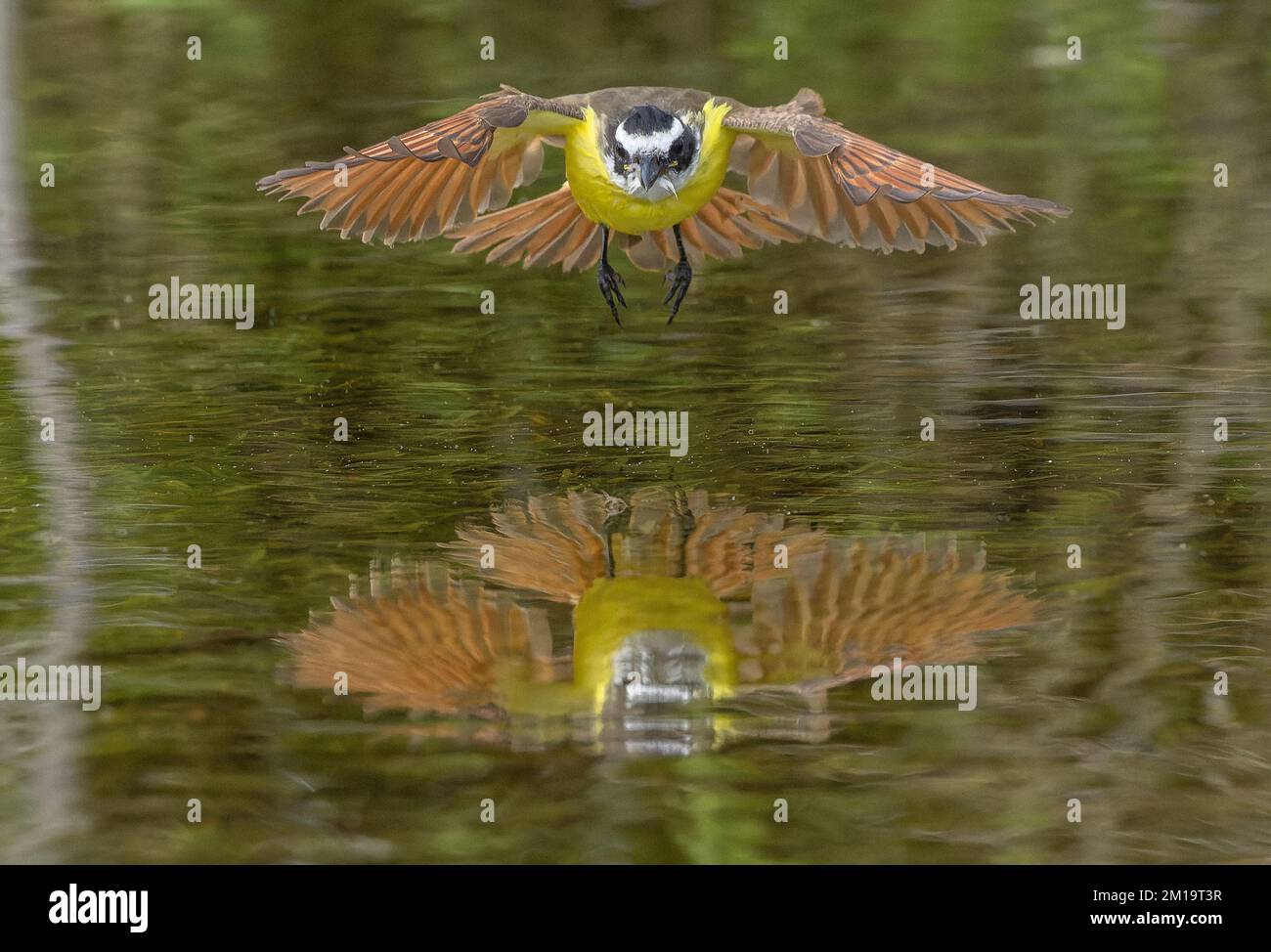 Great kiskadee, Pitangus sulphuratus, feeding by diving for ...