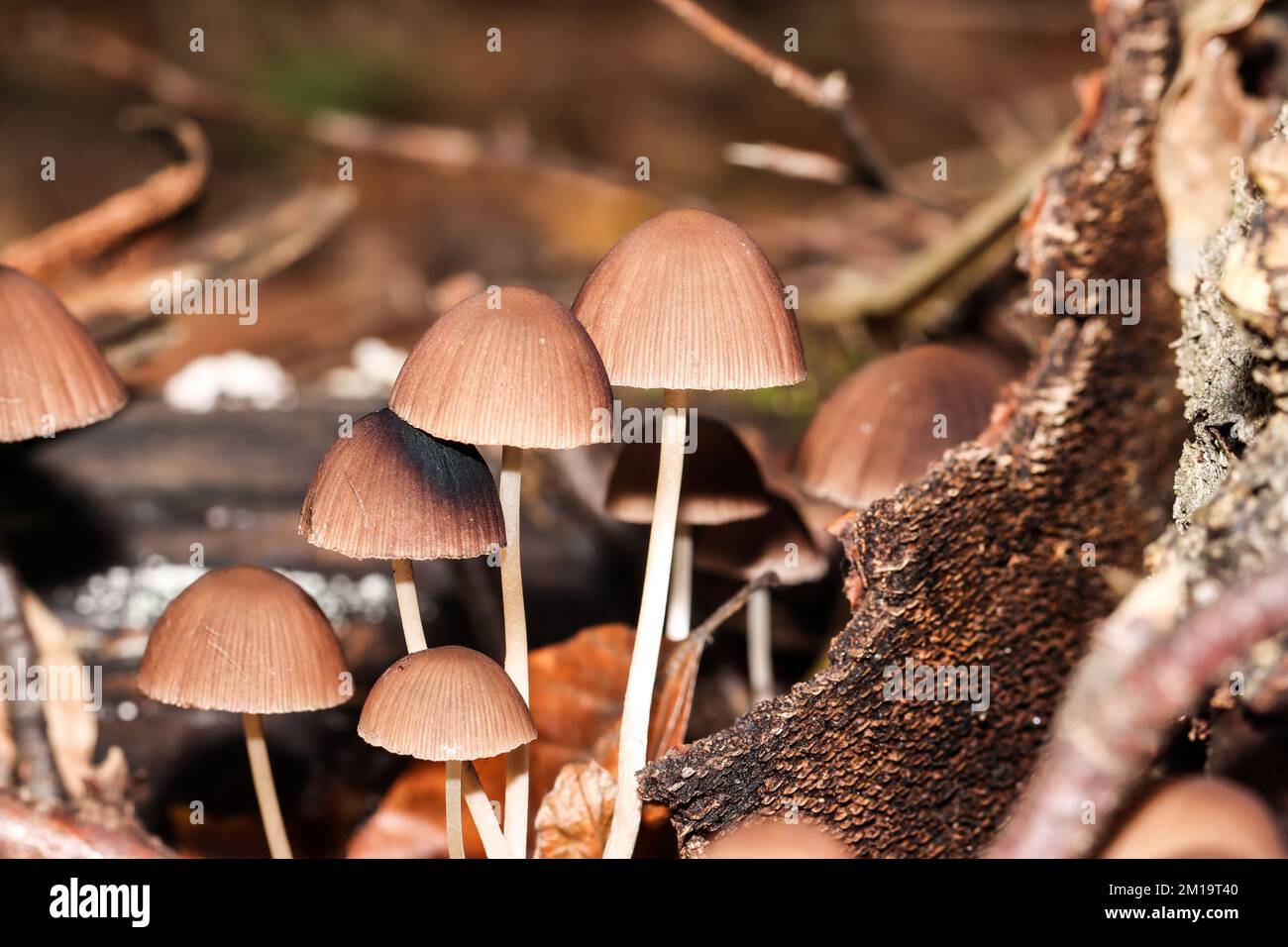 mushrooms in autumn Stock Photo - Alamy