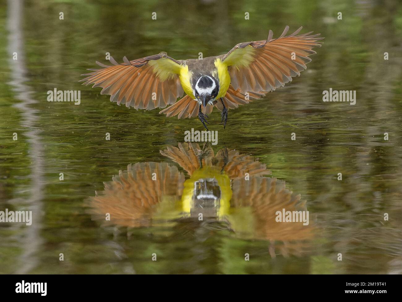 Great kiskadee, Pitangus sulphuratus, feeding by diving for ...