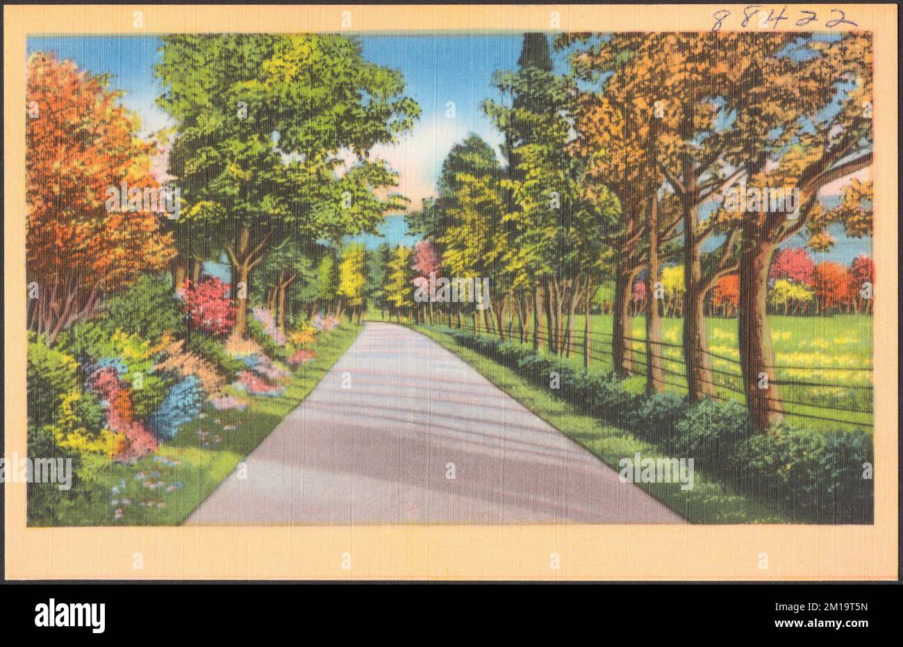 Tree and flower-lined road , Roads, Trees, Flowers, Tichnor Brothers ...